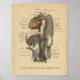 Vintage 1888 German Anatomy Print Organs | Zazzle