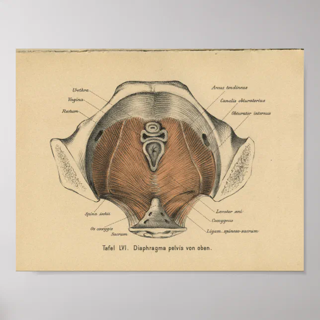 Vintage 1888 German Anatomy Print Pelvic Muscles | Zazzle