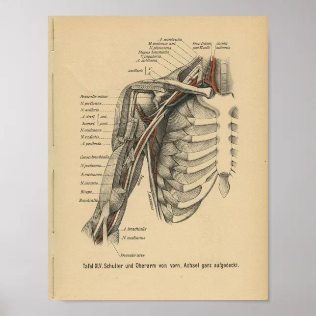 Vintage 1888 German Anatomy Print Shoulder Arm | Zazzle