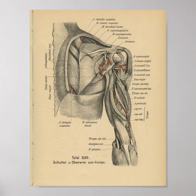 Vintage 1888 German Anatomy Print Shoulder Arm | Zazzle