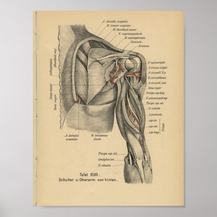 Vintage 1888 German Anatomy Print Shoulder Arm | Zazzle