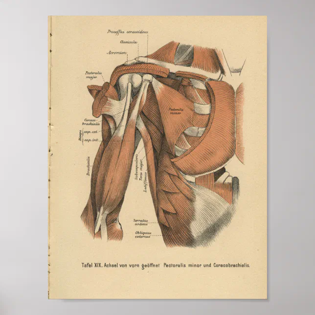 Vintage 1888 German Anatomy Print Shoulder Muscles | Zazzle