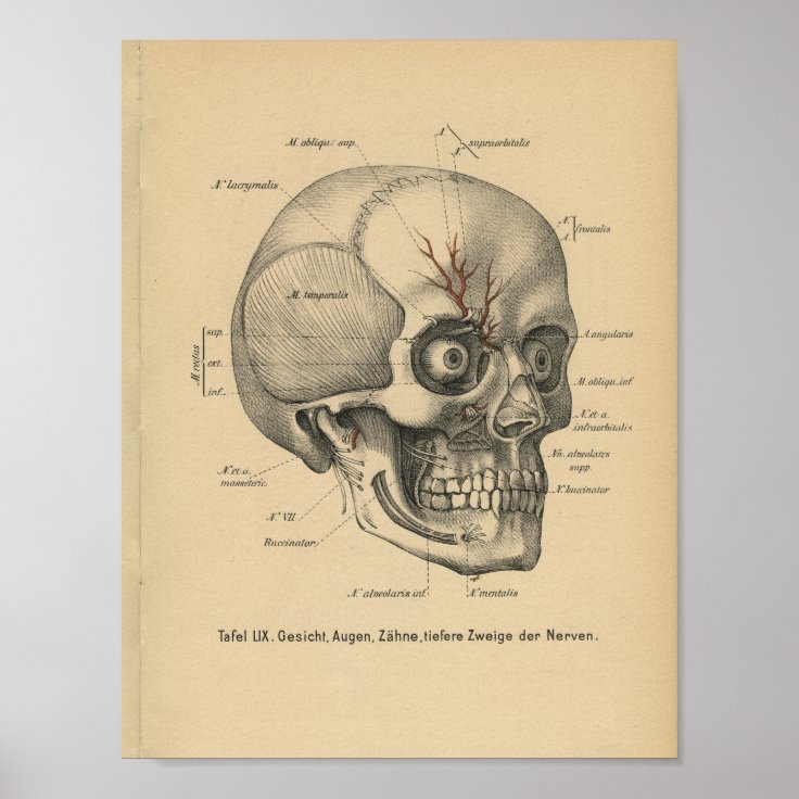 Vintage 1888 German Anatomy Print Skull Eyes | Zazzle