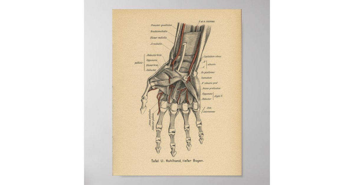 Vintage 1888 German Anatomy Print Wrist Hand | Zazzle