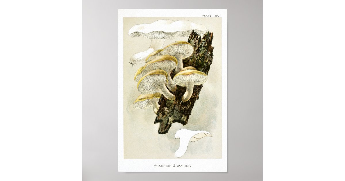 Vintage 1895 Mushrooms Tree Fungus Art Print | Zazzle