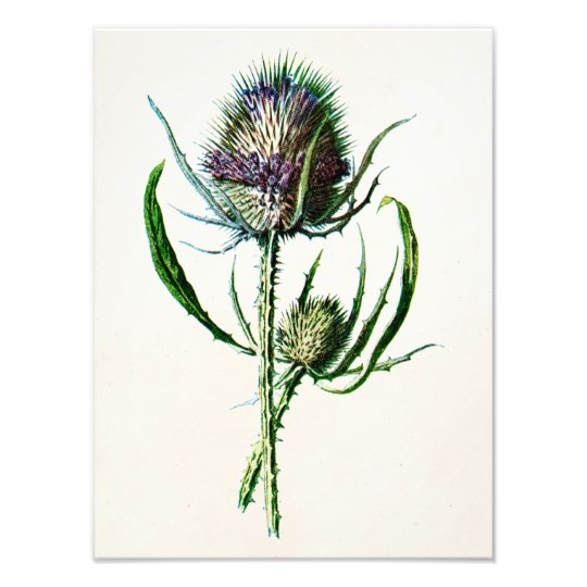 Vintage 1902 Old Scottish Thistle Wild Flower Photo Print | Zazzle.com