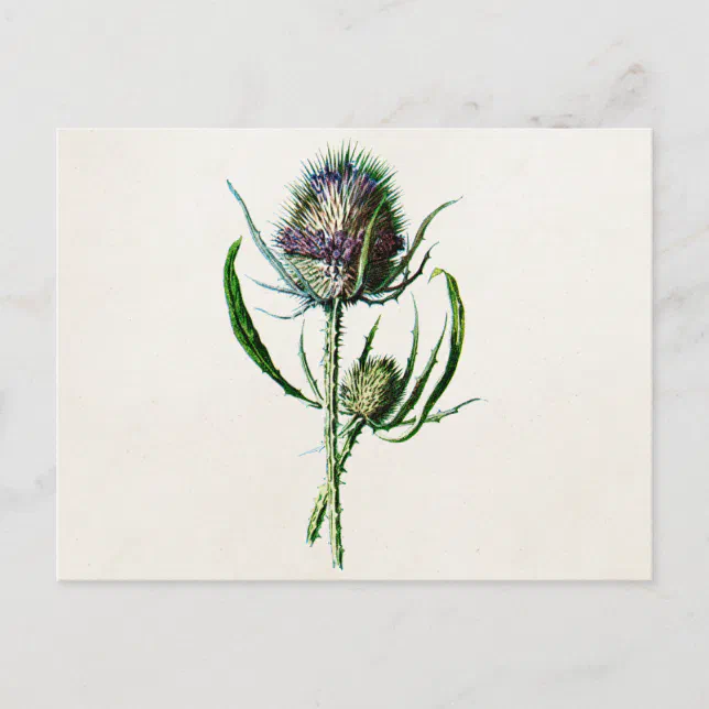 Vintage 1902 Old Scottish Thistle Wild Flower Postcard | Zazzle
