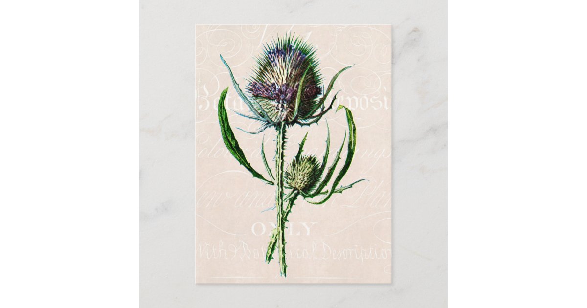 Vintage 1902 Scottish Thistle Old Wild Flower Postcard | Zazzle