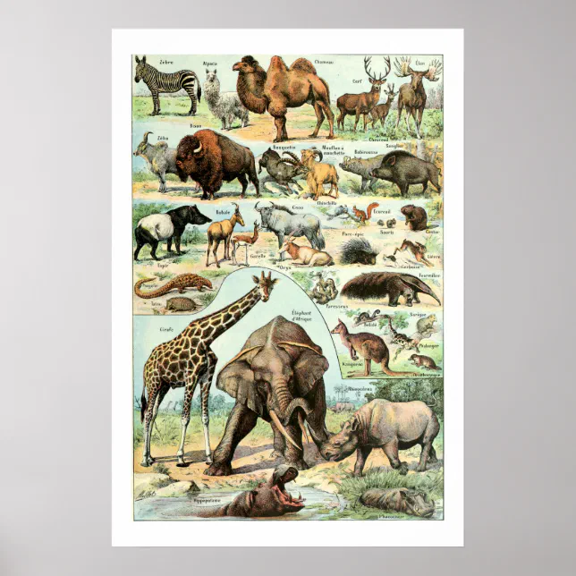 Vintage 1922 Wild Animals Poster | Zazzle