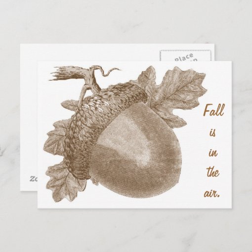 Vintage Acorn Postcard | Zazzle