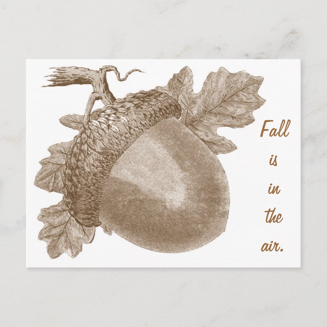 Vintage Acorn Postcard | Zazzle
