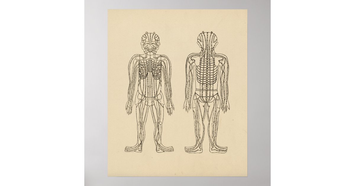 Vintage Acupuncture Meridian Pathways Points Poster | Zazzle
