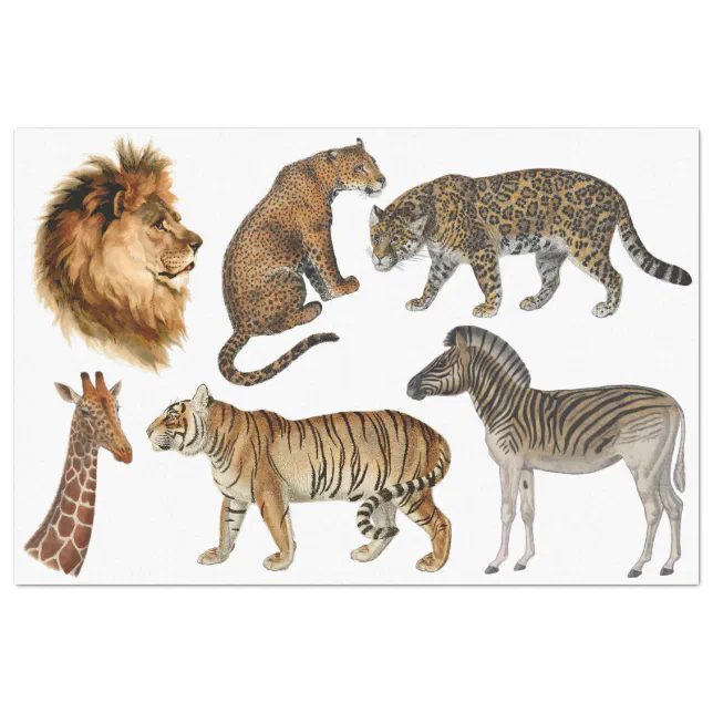 Vintage Africa Wild Animals Lion Leopard Decoupage Tissue Paper | Zazzle