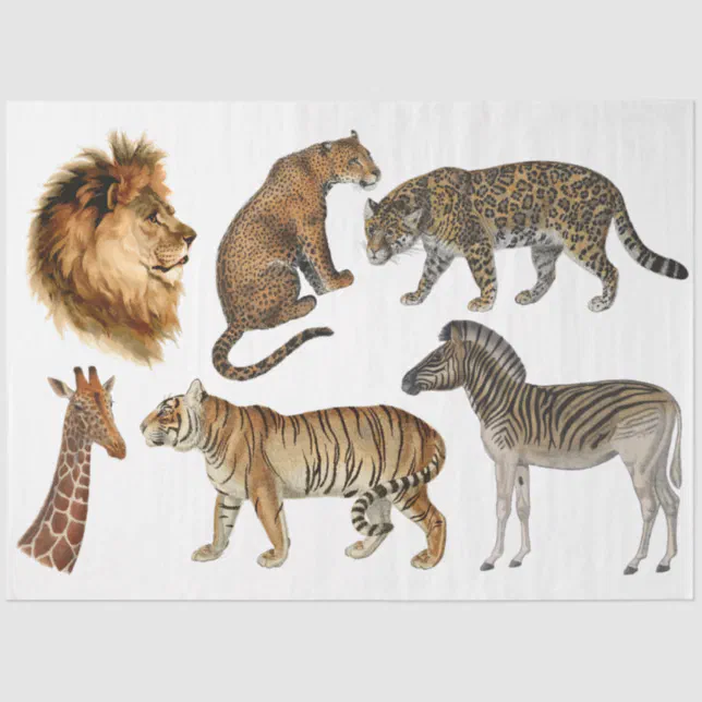 Vintage Africa Wild Animals Lion Leopard Decoupage Tissue Paper | Zazzle