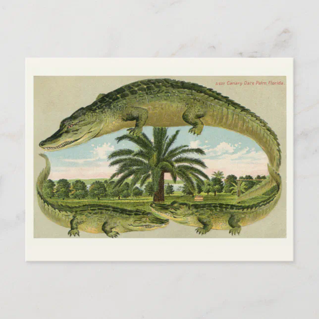 Vintage Alligator Postcard | Zazzle
