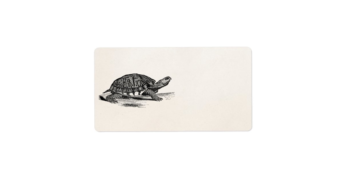 Vintage American Box Tortoise - Turtle Template Label | Zazzle
