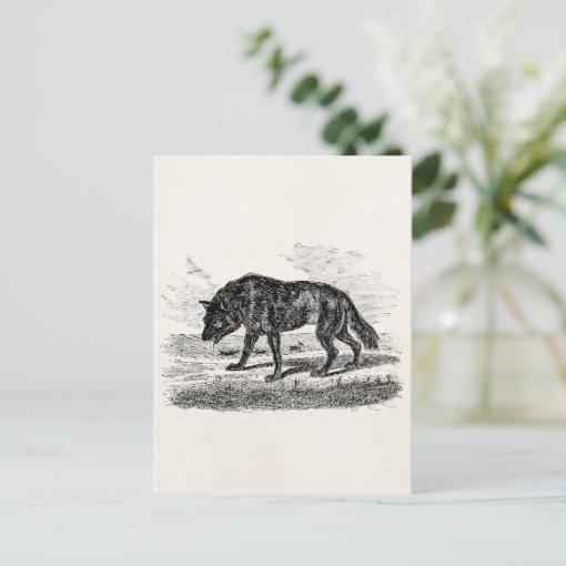 Vintage American Wolf 1800s Wolves Illustration Postcard | Zazzle