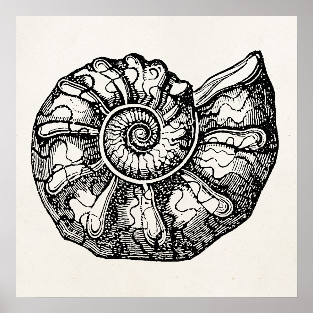Vintage Ammonite Seashell Fossil Shell Template Poster | Zazzle