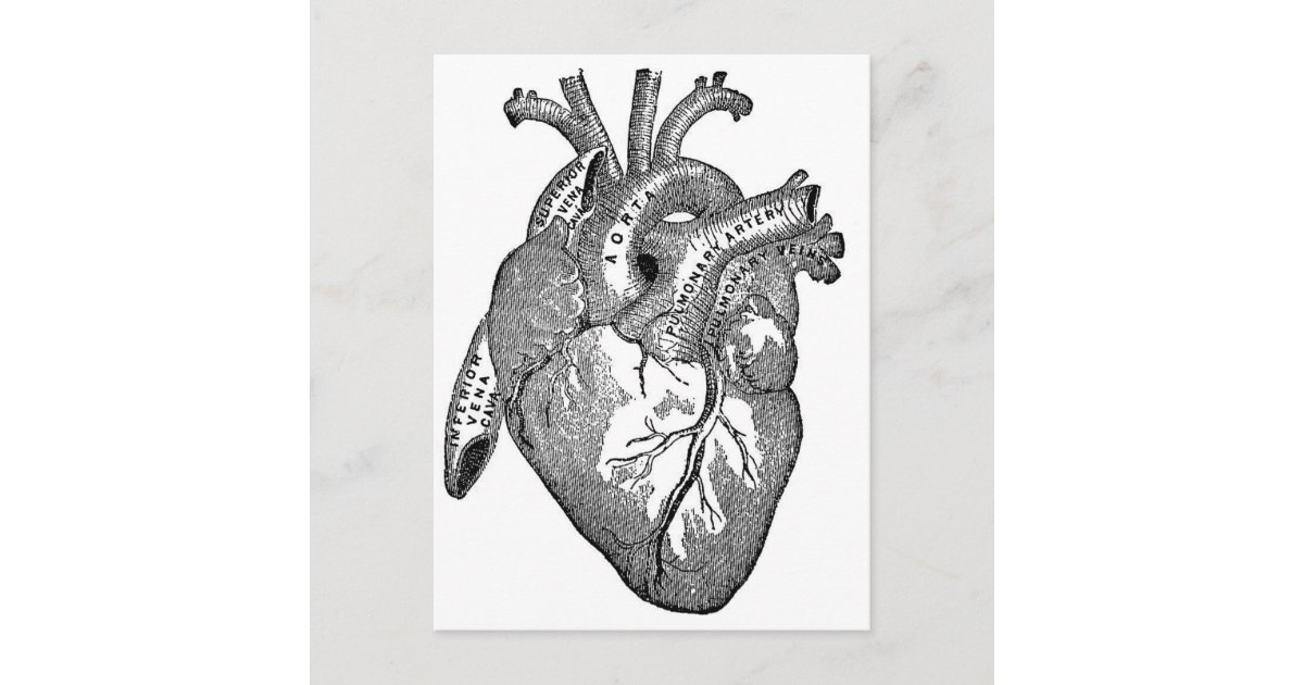 Vintage Anatomical Heart Postcard | Zazzle