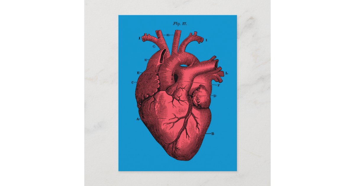 Vintage Anatomical Heart Valentine’s Day Holiday Postcard | Zazzle