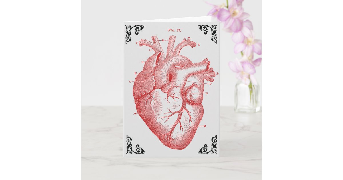 Vintage Anatomical Heart Victorian Greeting Card | Zazzle