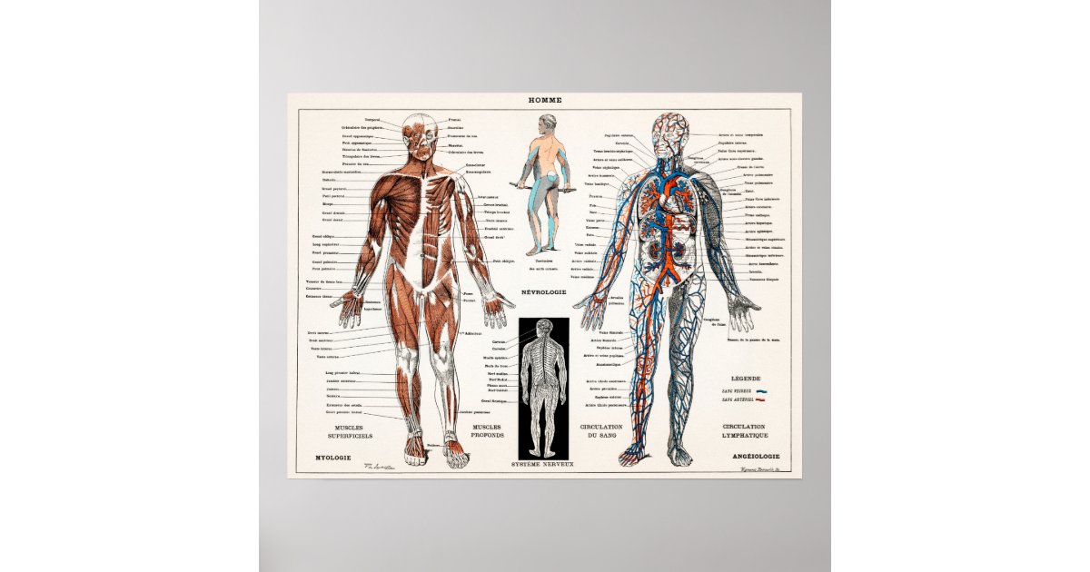 Vintage Anatomical Illustration Poster | Zazzle