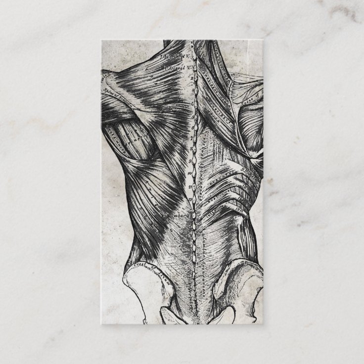 Vintage Anatomy Back Business Cards | Zazzle