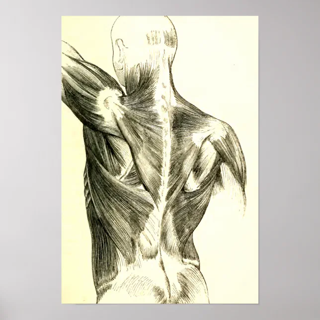 back drawing anatomy