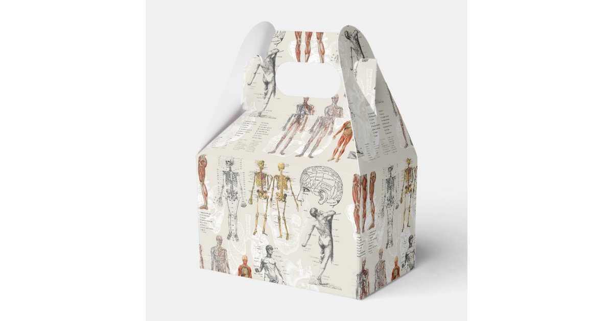 Vintage Anatomy Biology Illustrations Favor Boxes | Zazzle