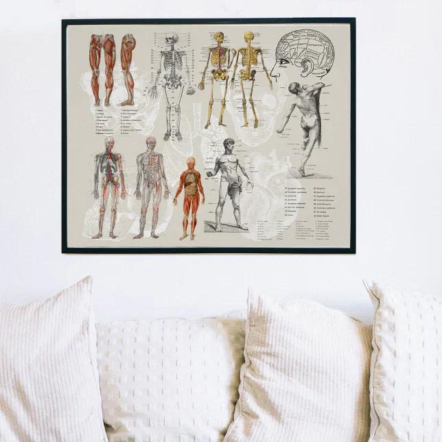 Vintage Anatomy Biology Illustrations Poster | Zazzle