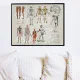Vintage Anatomy Biology Illustrations Poster | Zazzle