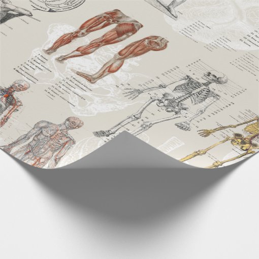 Vintage Anatomy Biology Illustrations Wrapping Paper | Zazzle