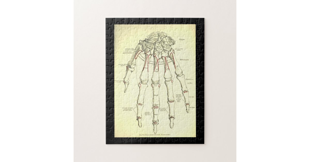Vintage Anatomy | Bones of the Hand Jigsaw Puzzle | Zazzle