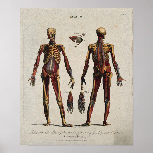 Vintage Anatomy Chart | Zazzle