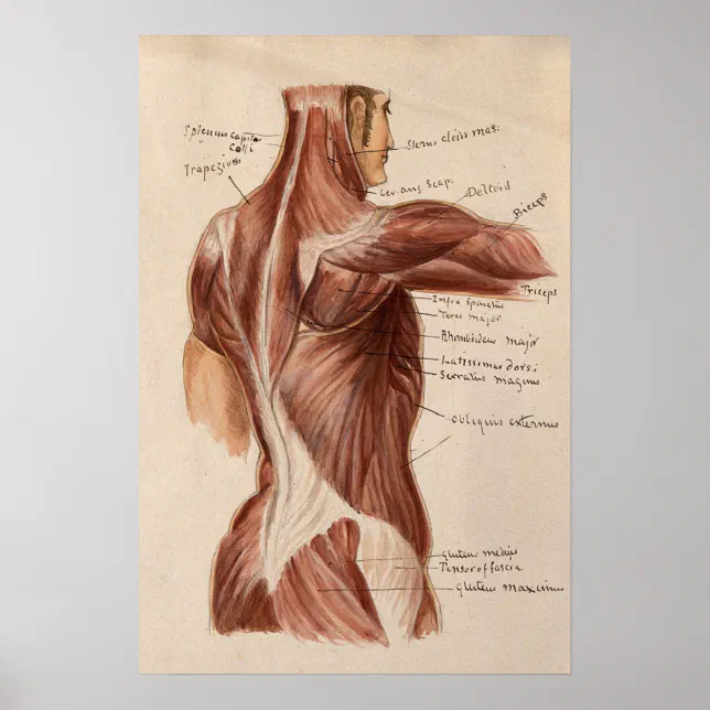 Vintage Anatomy Chart Poster | Zazzle
