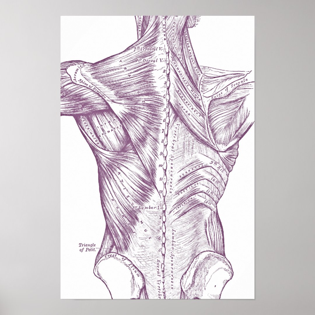 Vintage Anatomy Drawing Back Muscles Purple Poster | Zazzle