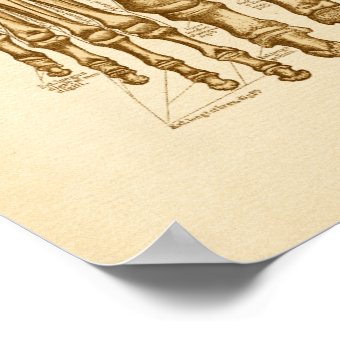 Vintage Anatomy Illustration Foot Bones Poster | Zazzle