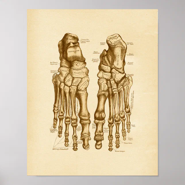 Vintage Anatomy Illustration Foot Bones Poster | Zazzle