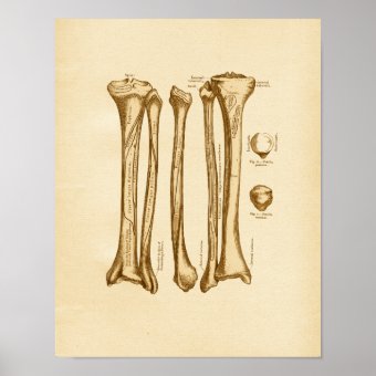 Vintage Anatomy Illustration Tibia Fibula Bones Poster | Zazzle