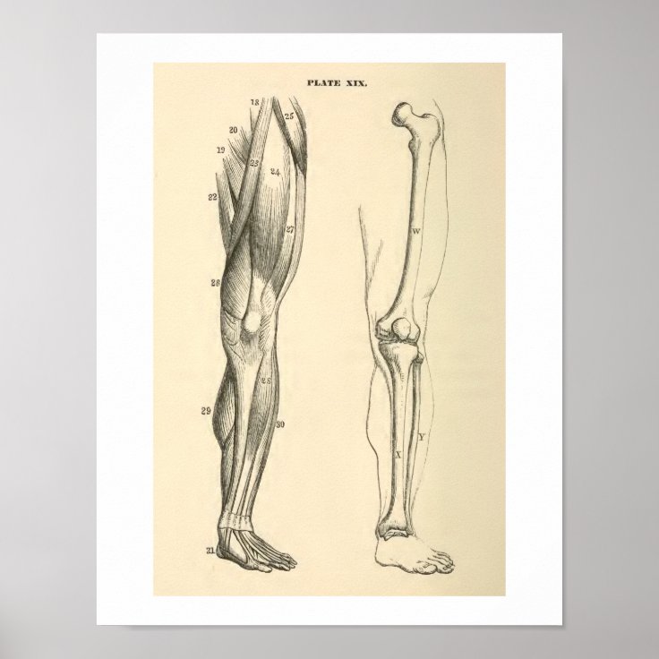 Vintage Anatomy Muscles and Bones Human Leg Poster | Zazzle