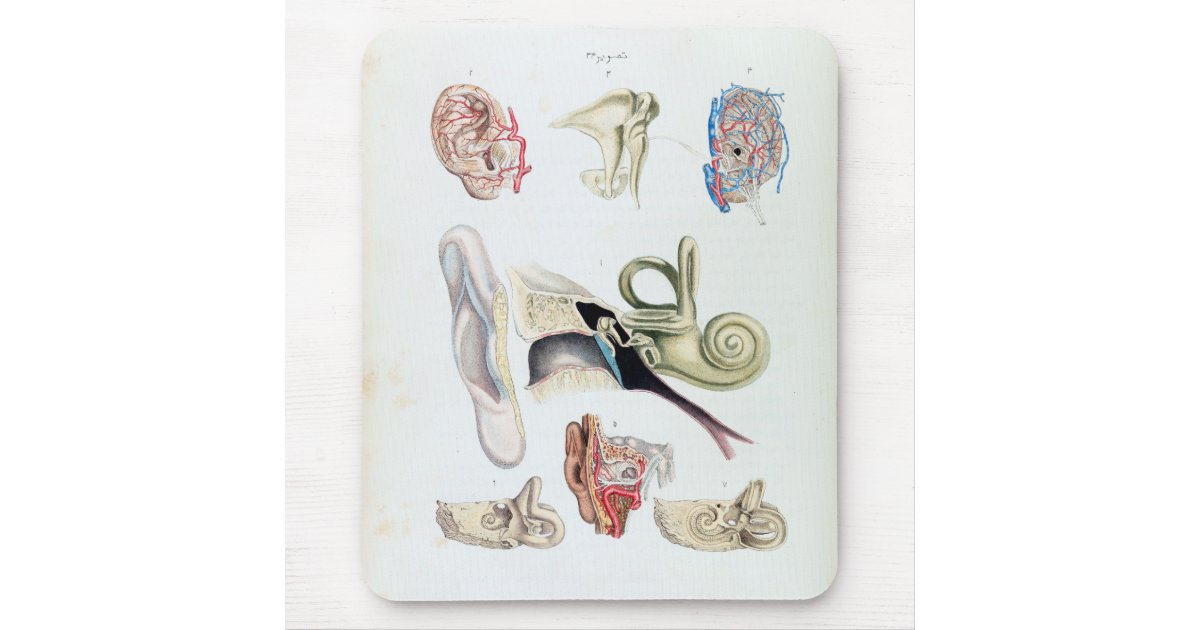 Vintage Anatomy of the Human Ear Mouse Pad | Zazzle