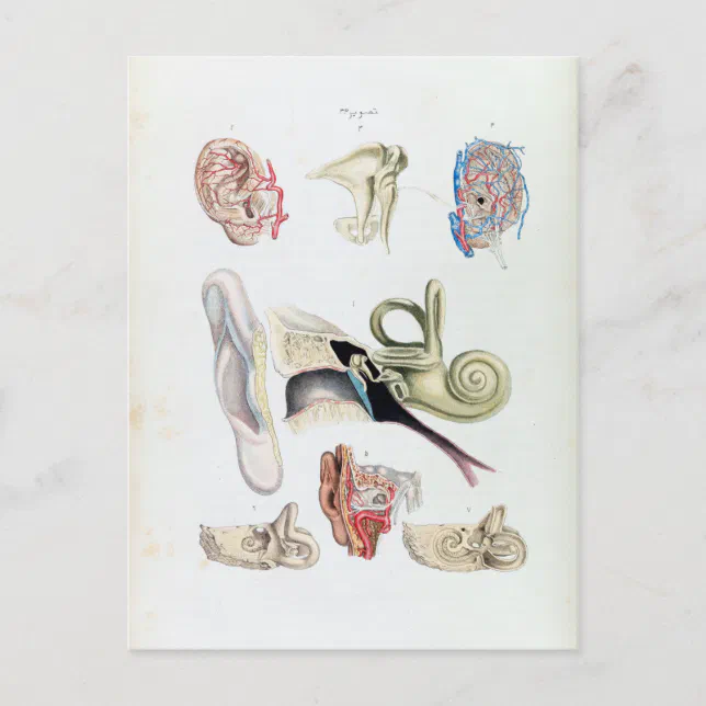 Vintage Anatomy of the Human Ear Postcard | Zazzle