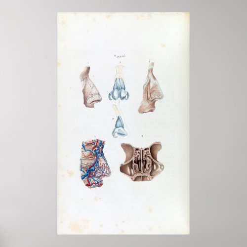 VINTAGE ANATOMY OF THE HUMAN NOSE AND SINUSES POSTER Gifts | Gabriel ...