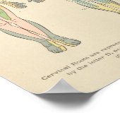 Vintage Anatomy Print Dermatomes Nerve Patterns | Zazzle