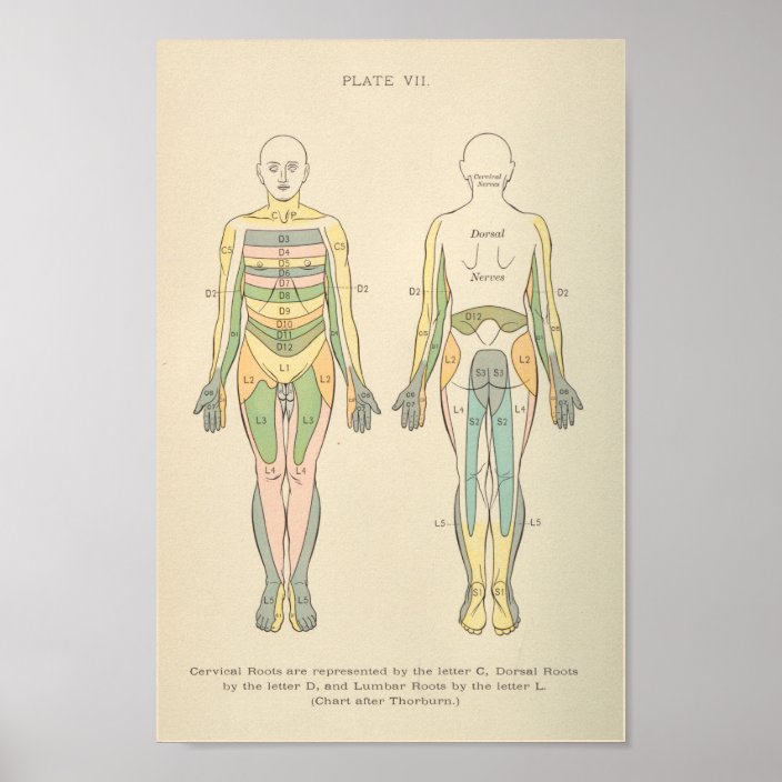 Vintage Anatomy Print Dermatomes Nerve Patterns | Zazzle.com