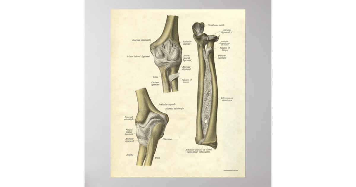 Vintage Anatomy Print Elbow Joint | Zazzle