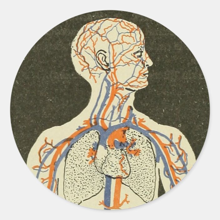 Vintage Anatomy Veins and Arteries Illustration Classic Round Sticker ...