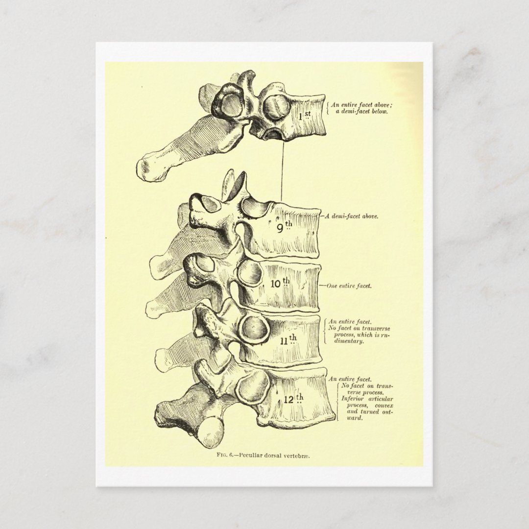 Vintage Anatomy| Vertebrae Postcard | Zazzle