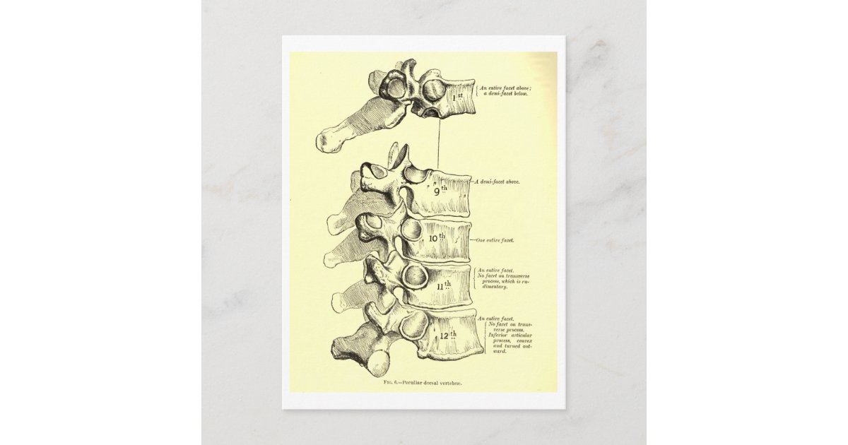 Vintage Anatomy | Vertebrae Postcard | Zazzle