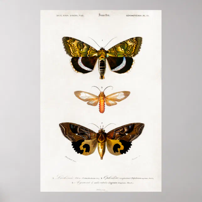 Vintage animal illustration of moths poster | Zazzle